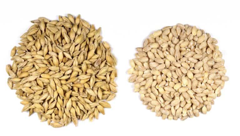 How Beer Is Made: The 5 Main Steps of the Brewing Process