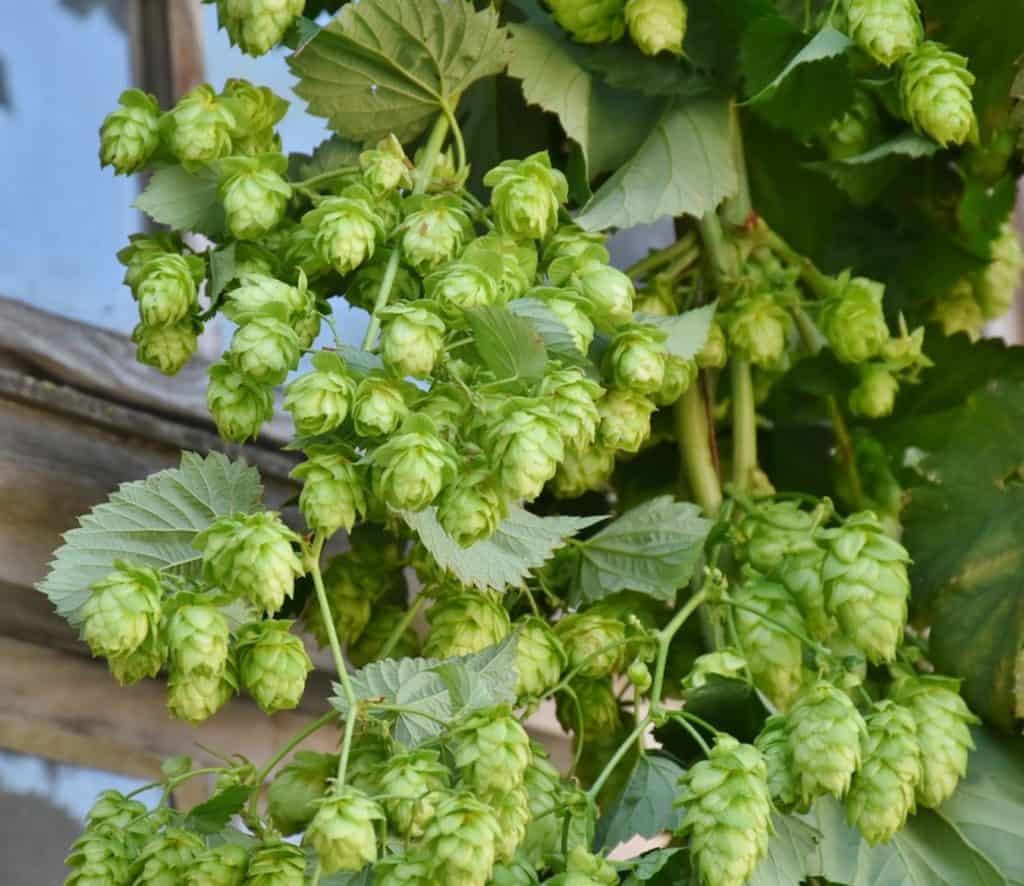 How to Grow, Harvest & Dry Hops at Home for Brewing Beer