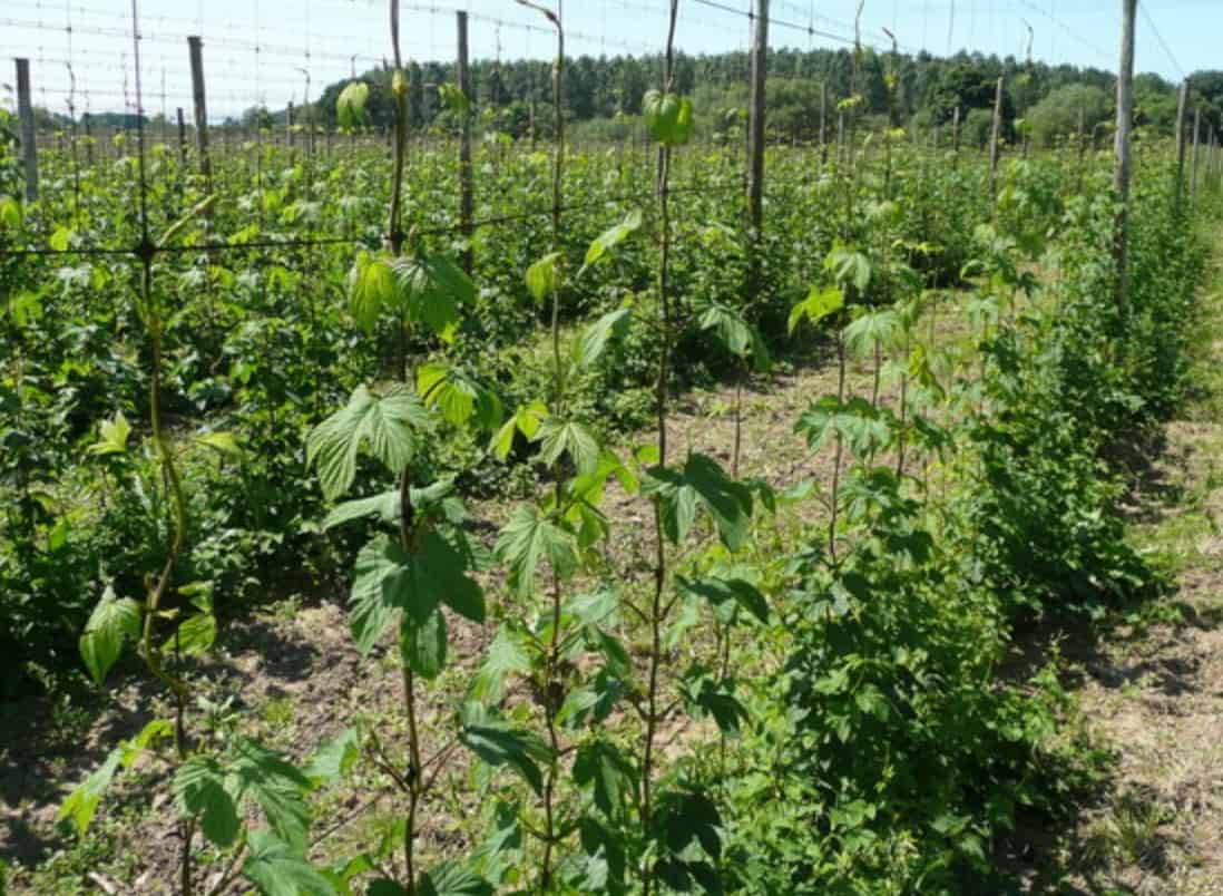 How to Grow, Harvest & Dry Hops at Home for Brewing Beer