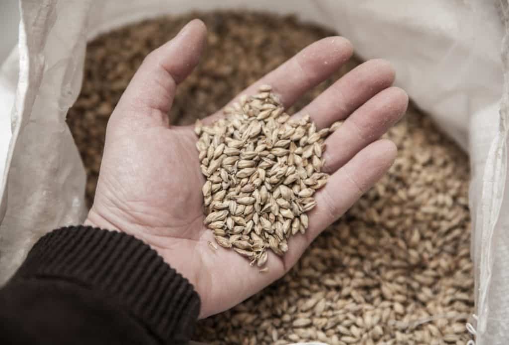 How To Malt Barley At Home Step by Step Guide For Brewers how-to-malt-barley-at-home-step-by-step-guide-for-brewers