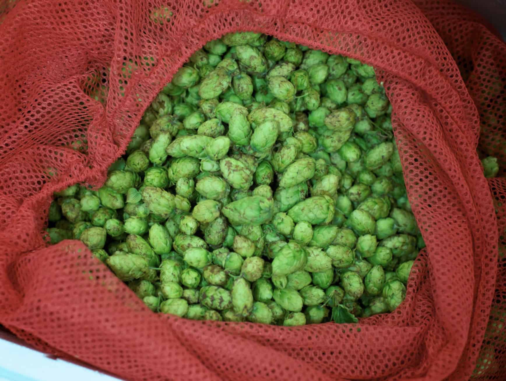 How to Grow, Harvest & Dry Hops at Home for Brewing Beer