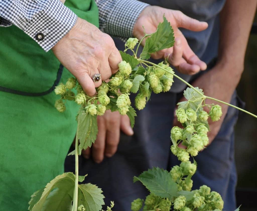 How to Grow, Harvest & Dry Hops at Home for Brewing Beer
